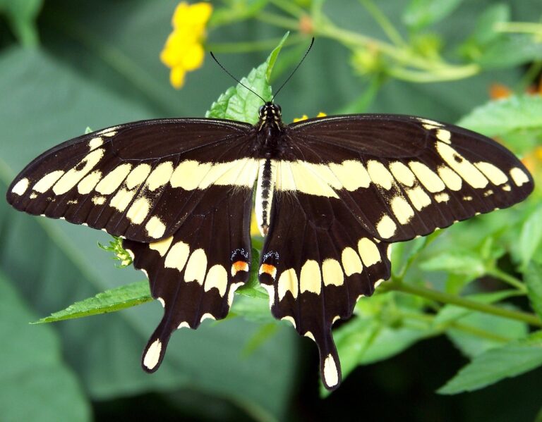 Business Transformation Consultant & Transformation Office (TxO)